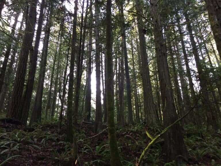 Timberland - Cedarland Forest Resources